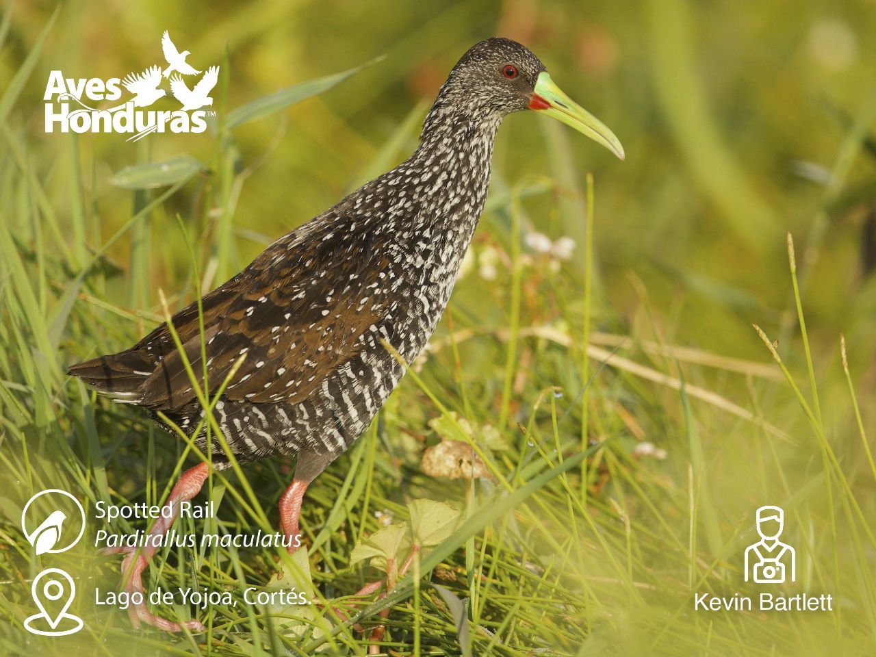 Inicio - Aves Honduras